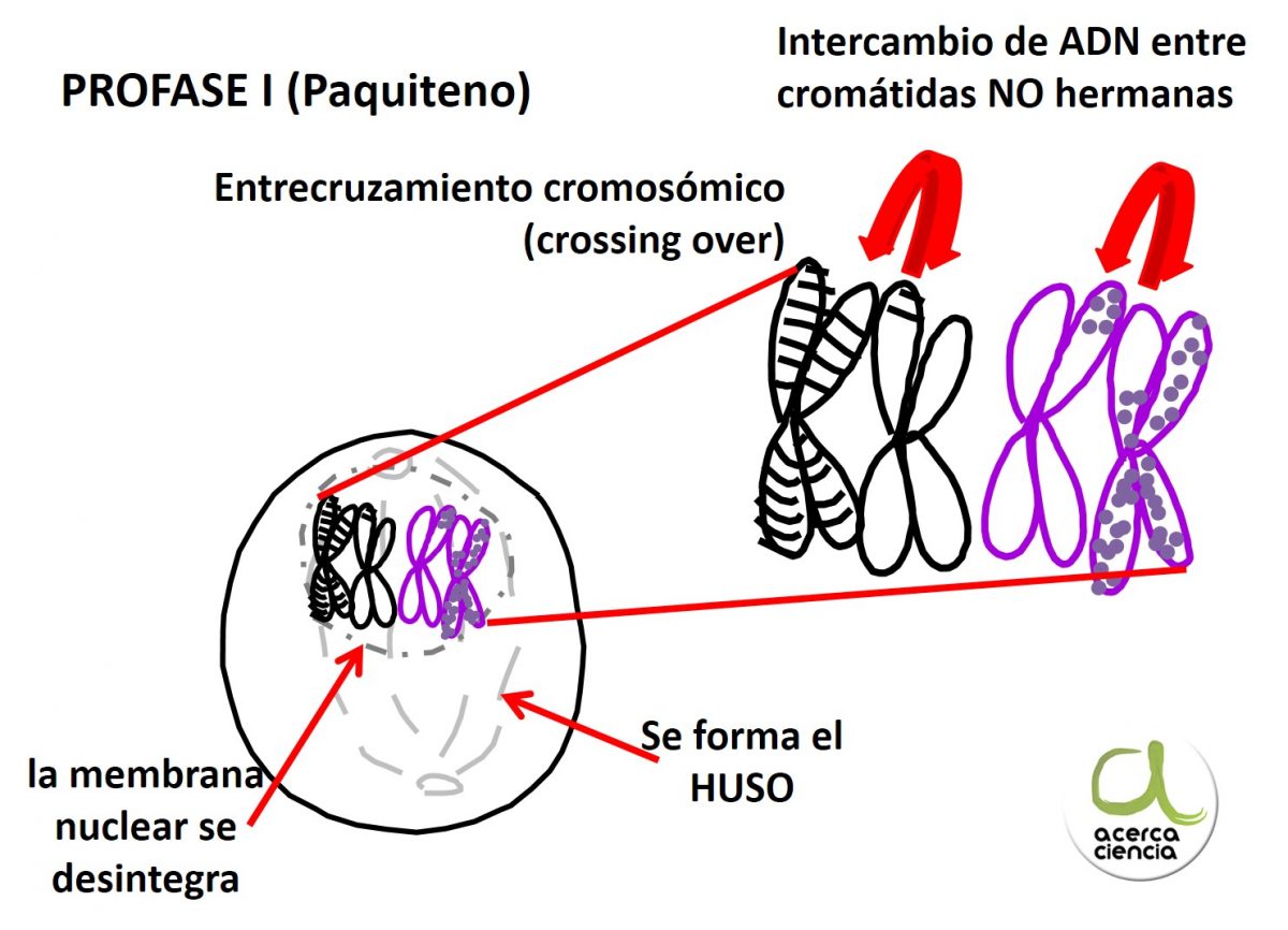 División celular II - Acerca Ciencia