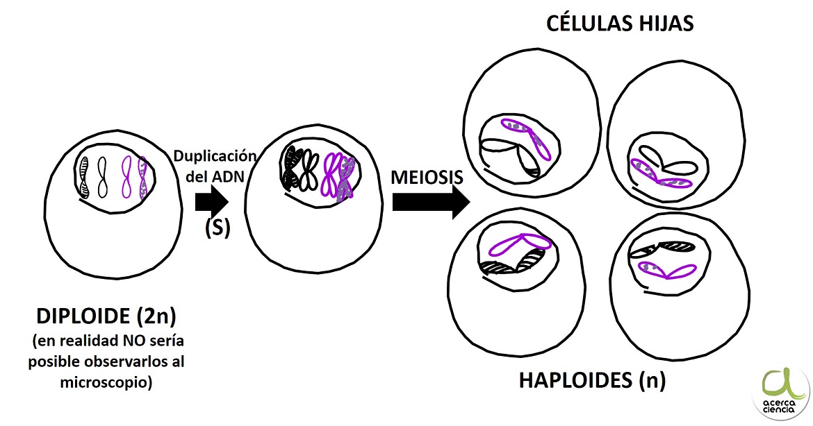 División celular II | Acerca Ciencia