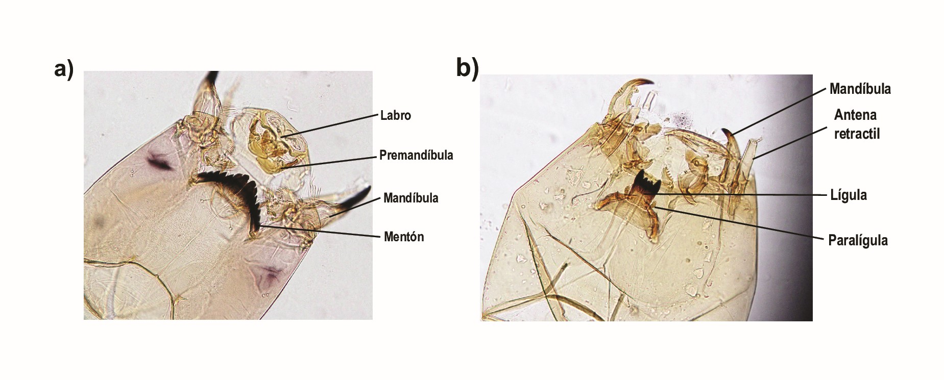 Insectos informantes - AcercaCiencia